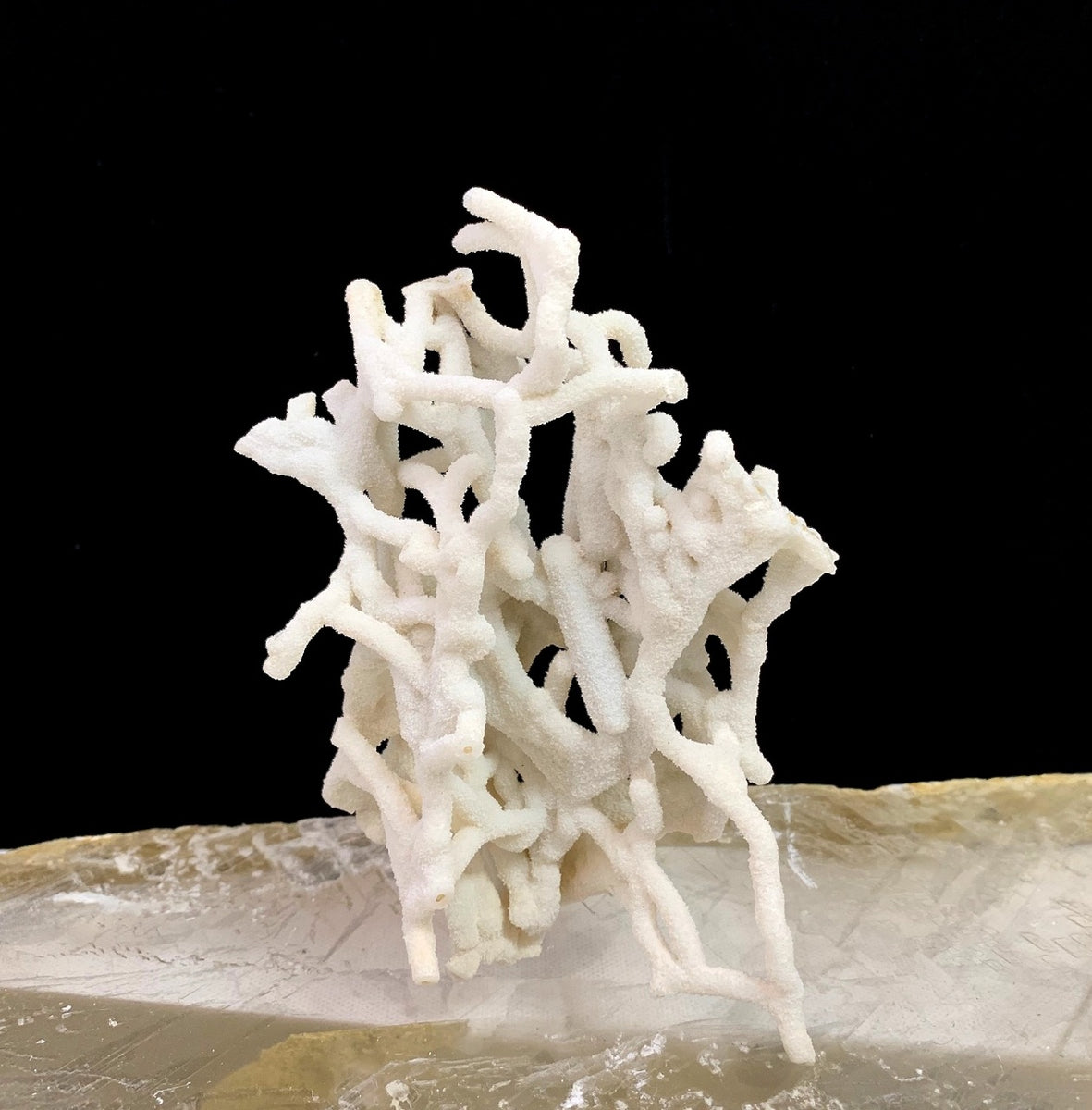 White Chalcedony Coral – Crystals of India