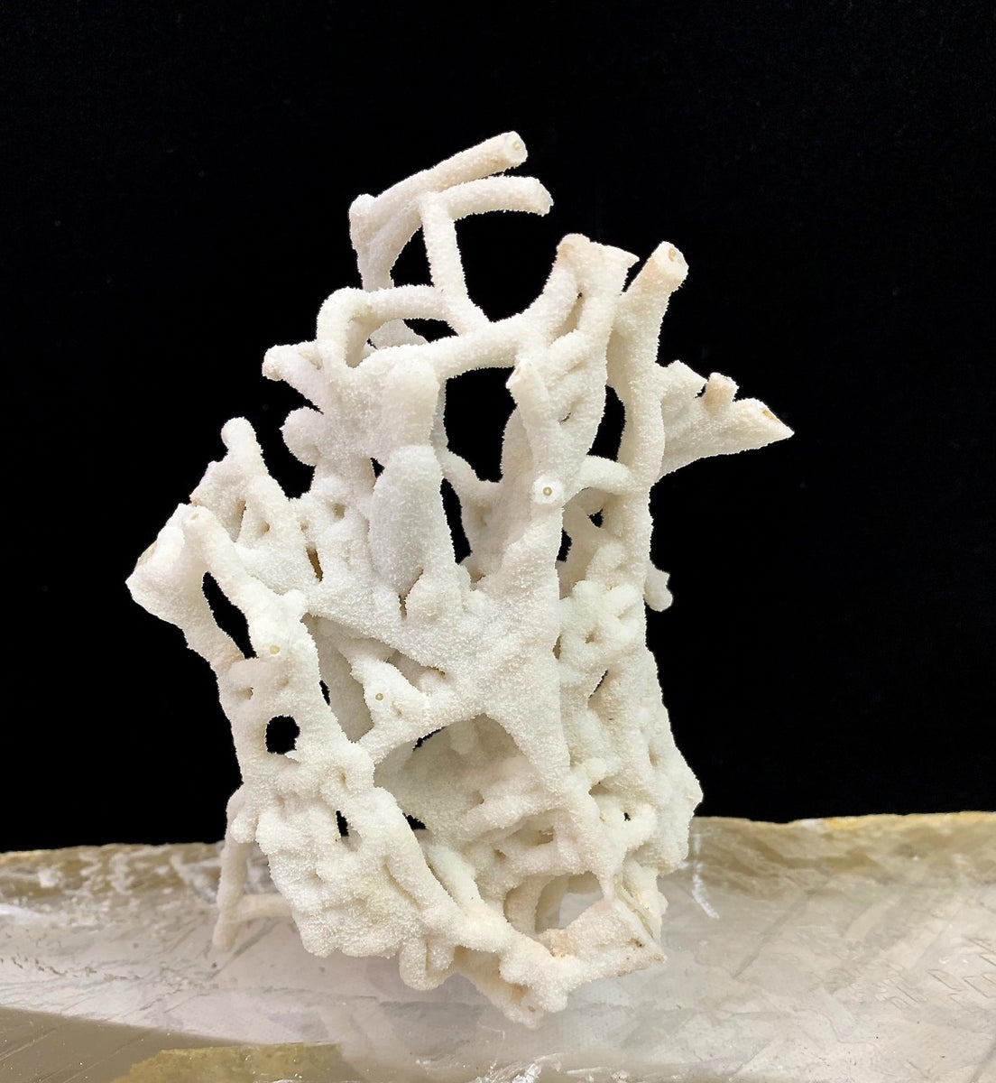 White Chalcedony Coral – Crystals of India